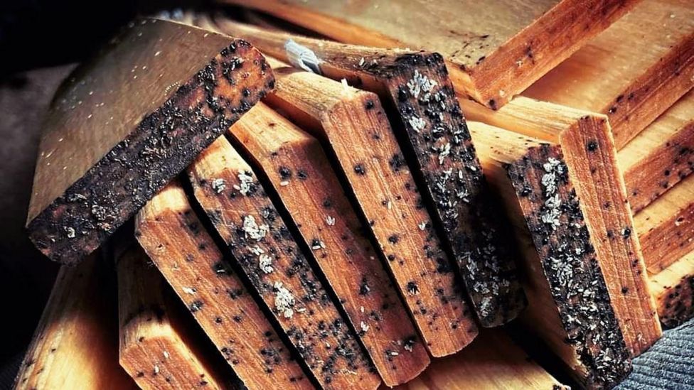 Tottenham couple say home blighted by council-house bed bugs - BBC News