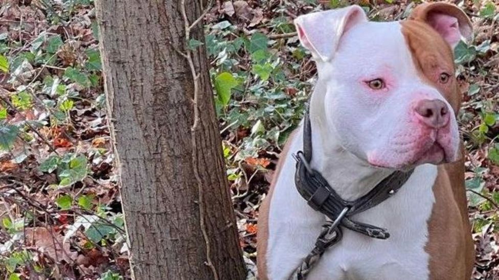 XL bully rescued after being abandoned in Ascot - BBC News
