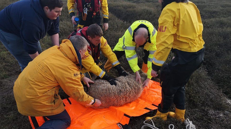 Flint RNLI lifeboat crew rescues sheep stuck in mud - BBC News