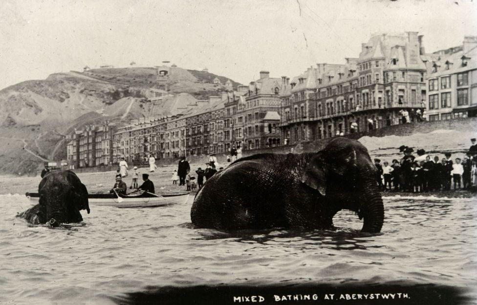 Elephants: The day sea-dipping animals stunned Aberystwyth - BBC News