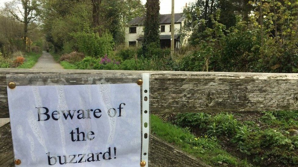 Buzzard attacks leave runners with six holes in head - BBC News