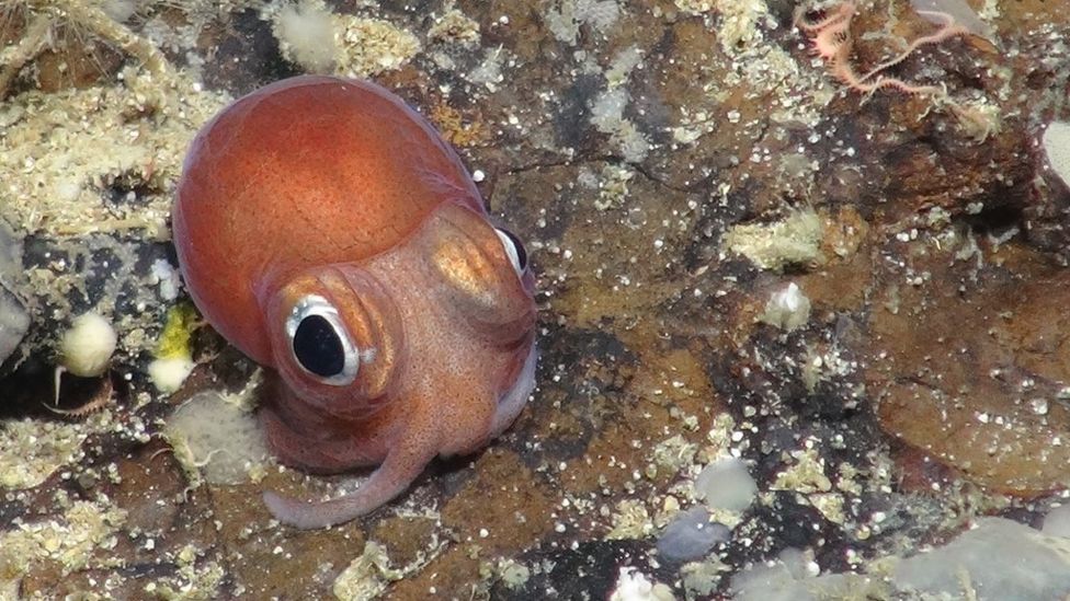 Protected status for flapper skate 'nursery' off Skye - BBC News