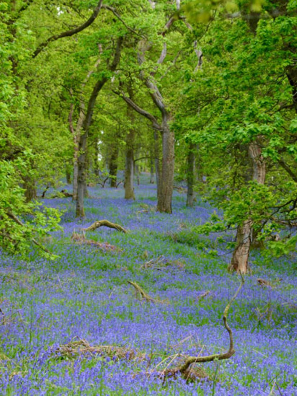 Your pictures of Scotland: 19 - 26 May - BBC News