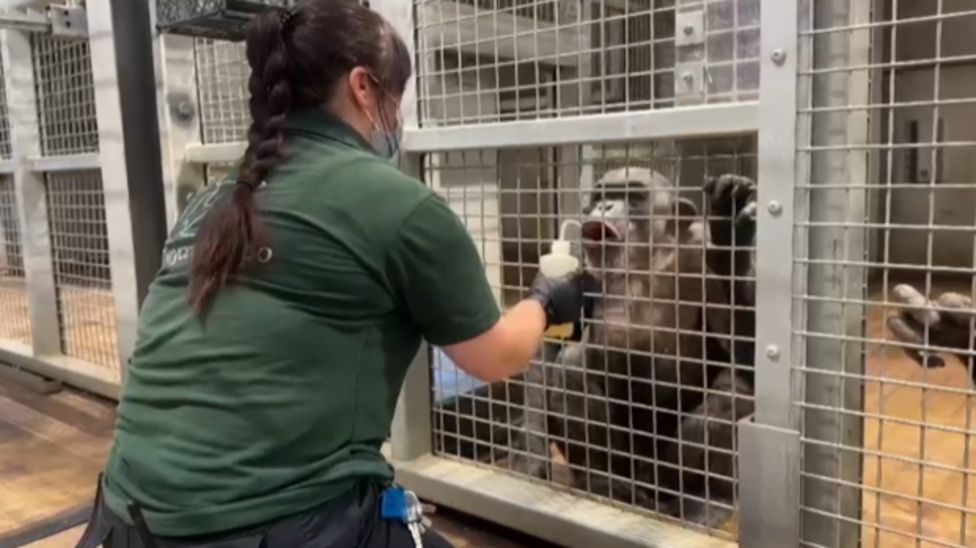 Peter the chimp leaves Twycross Zoo for new life in Scotland - BBC News
