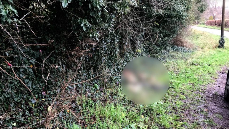 Nine puppies found dumped by Buckinghamshire road - BBC News