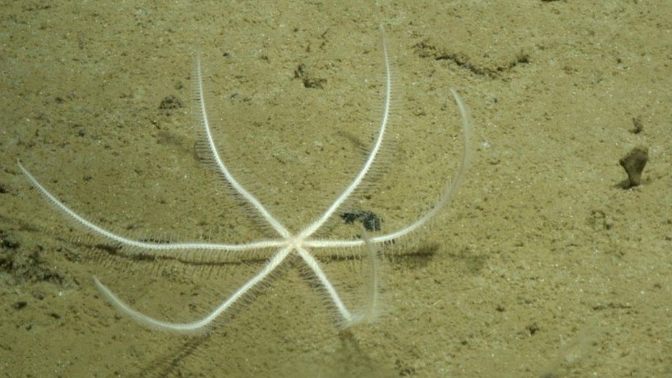 New species discovered deep in the Pacific Ocean - BBC Newsround