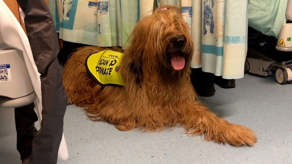 New treatment hope for blood cancer patients - BBC News