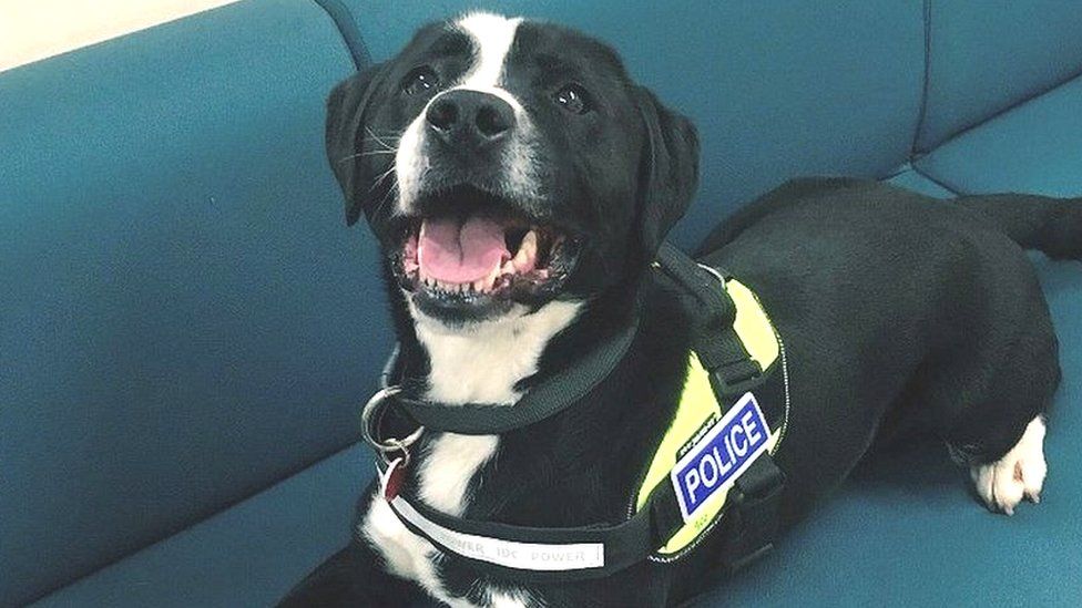 Tributes paid to former Nottinghamshire Police sniffer dog - BBC News