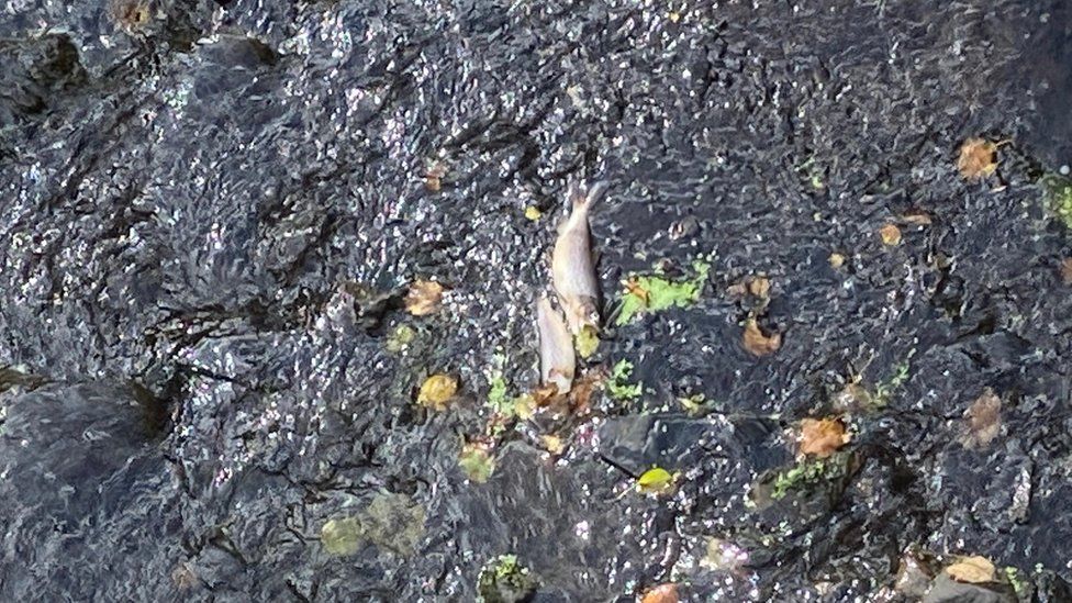 River Lagan 'major' fish kill reported - BBC News