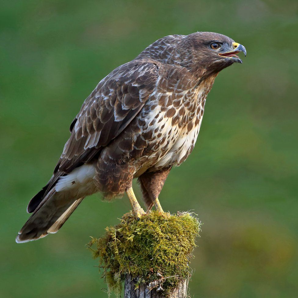 Your pictures of Scotland: 29 March - 5 April - BBC News