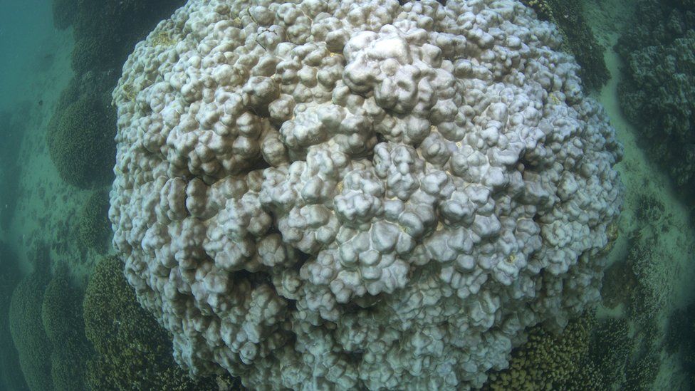 Coral worldwide threatened by bleaching - NOAA - BBC News