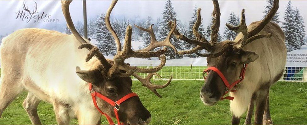Missing reindeer found after escaping from Elveden Christmas grotto ...