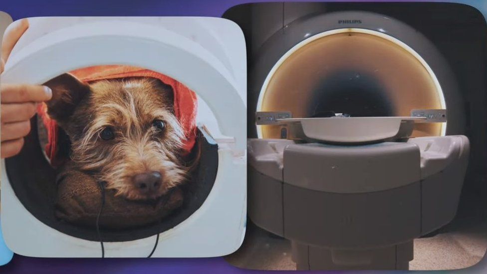 Pets: Dogs prefer it when you speak to them in a 'cute' baby voice ...