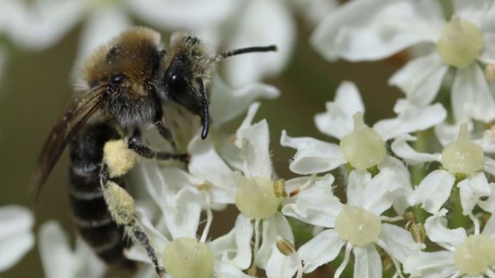 Bees: Twenty one species in NI 'at risk of extinction' - BBC News