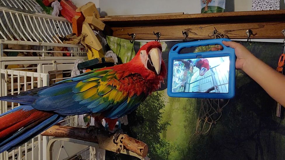 Parrots: Video calling could help lonely pet parrots - BBC Newsround