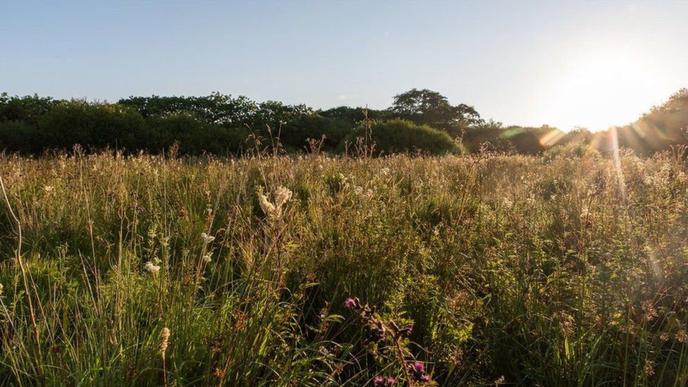 Ten-year anniversary celebrates Coronation Meadow's expansion - BBC News