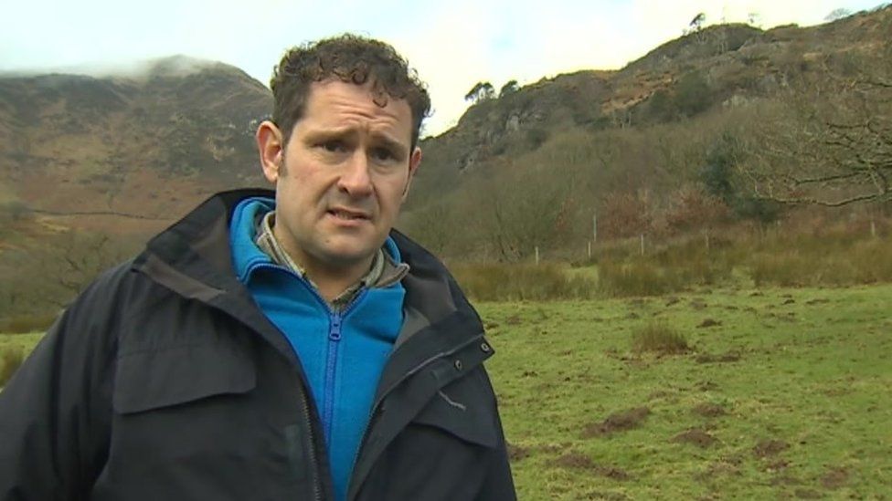 Pryder ffermwyr am gynllun plannu 20 miliwn o goed - BBC Cymru Fyw