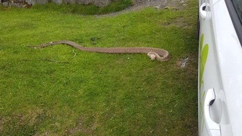 Burmese python found in Wicklow Mountains - BBC News