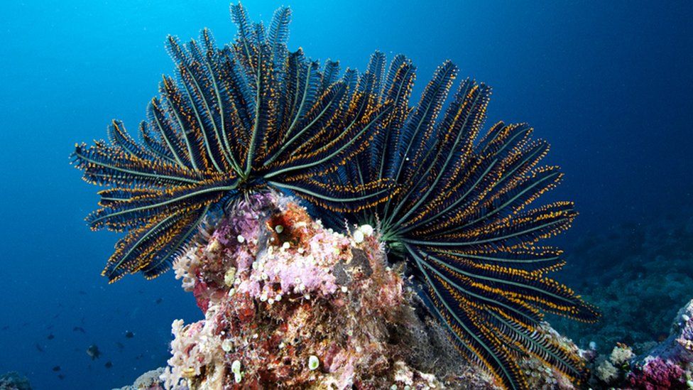 Amazing fossils of sea creatures discovered in the UK - BBC Newsround