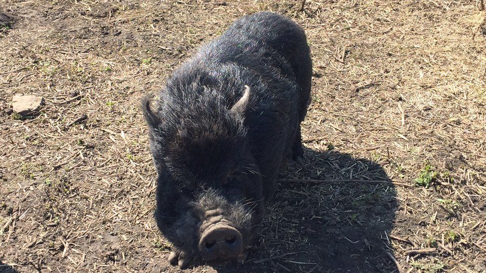 Psychic pig 'Mystic Marcus' predicts Rams play-off semi-final win - BBC ...