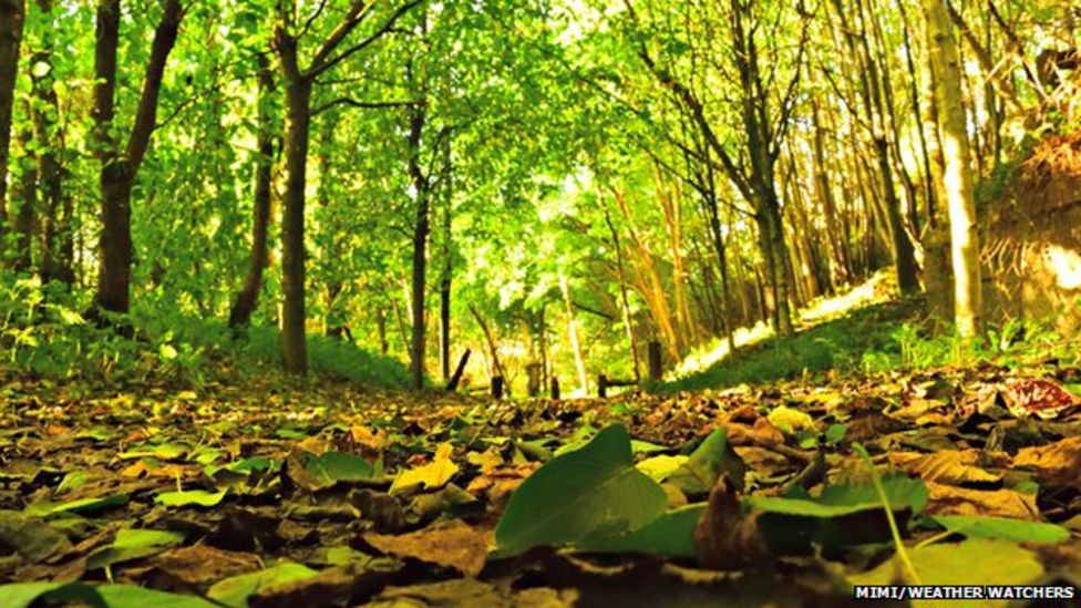Shades of Autumn - BBC Weather