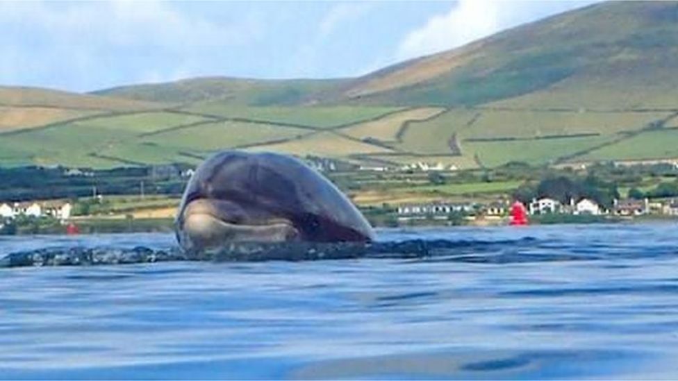 Fungie: The missing dolphin who became an Irish star - BBC News