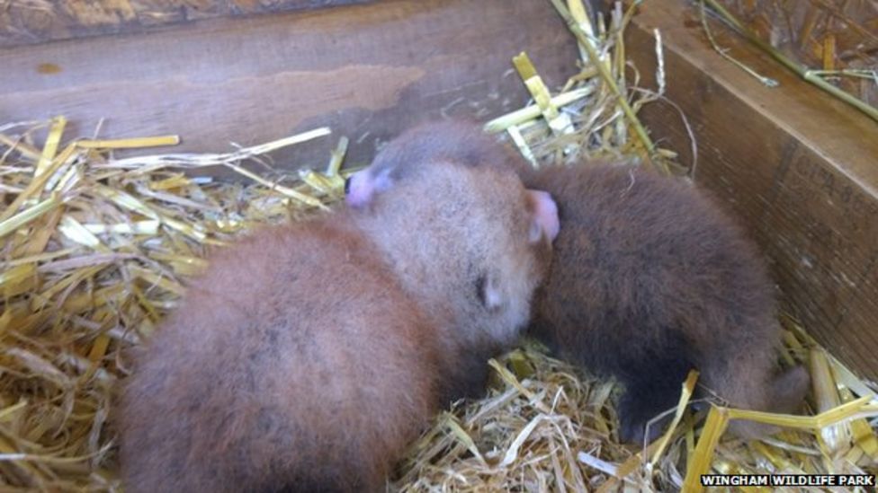 Red panda cubs born after unplanned pregnancy - BBC News