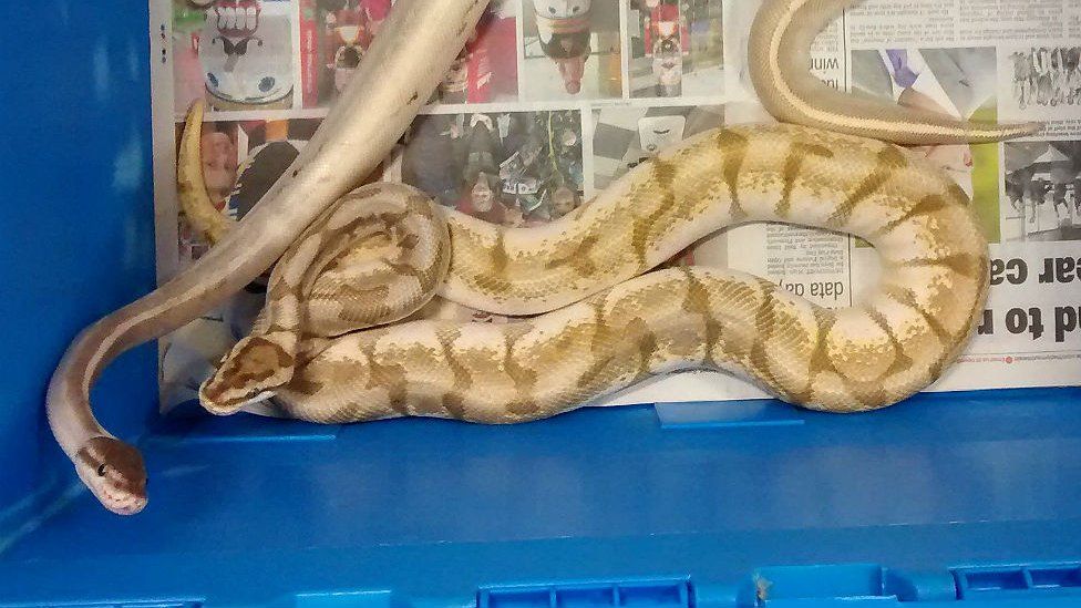 Owner urged to claim 'Monty' python found near Broads - BBC News