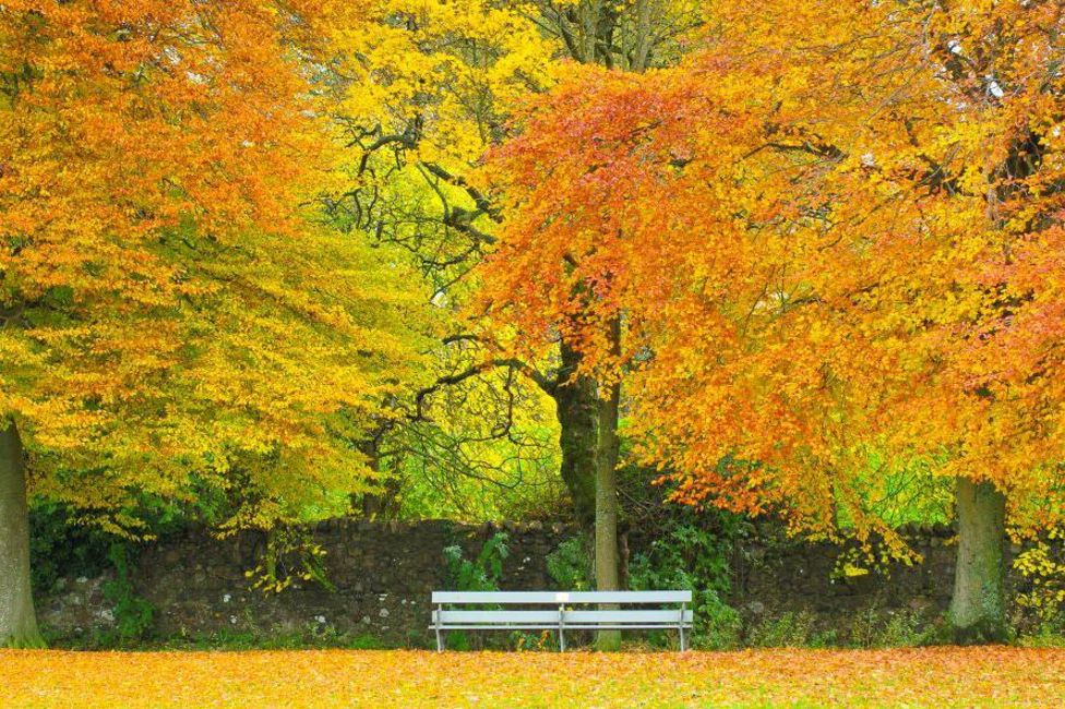 Autumn colours in Scotland's woodlands, parks and streets - BBC News