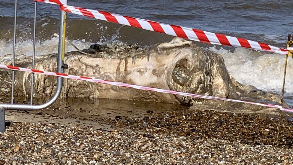 'Badly decomposed' whale washes up on Southwold beach - BBC News