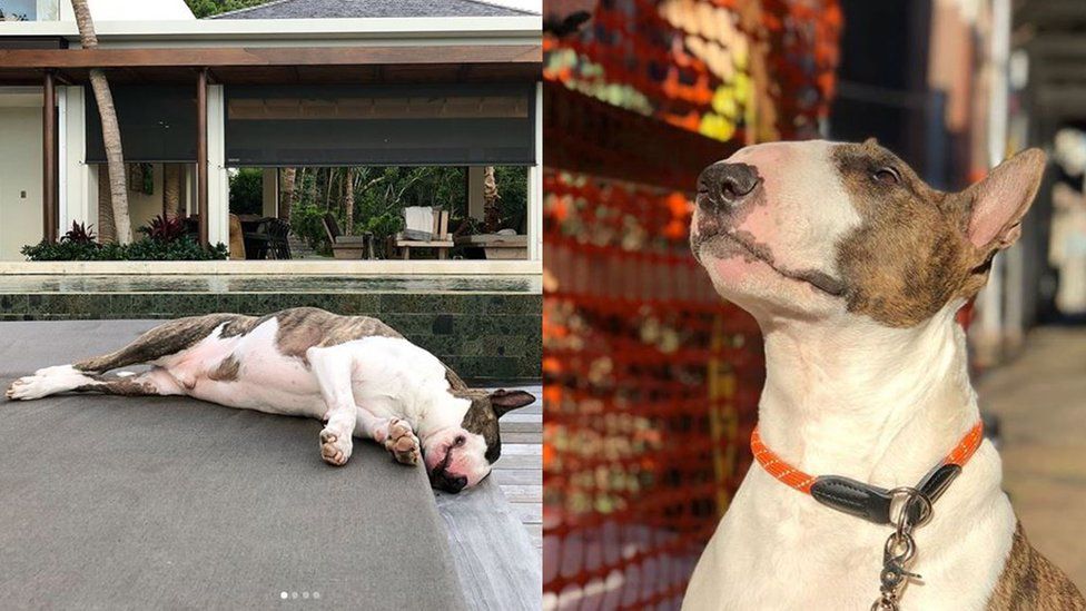 Karl Lagerfeld's cat and the world's most famous pets - BBC Newsround