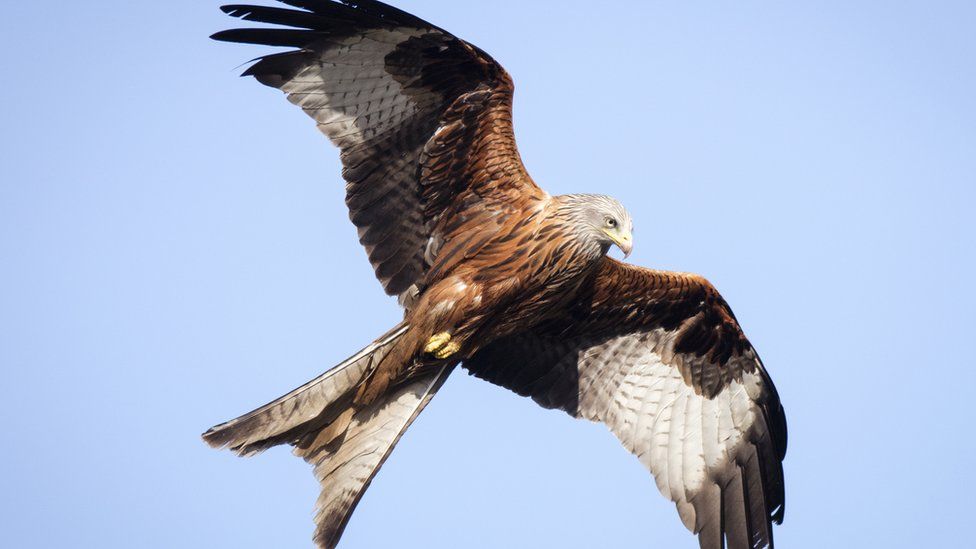 Birdfair 2019: Britain's most beautiful birds - BBC Newsround