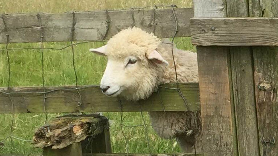 'Silly' sheep gets head stuck in Hertfordshire stile - BBC News