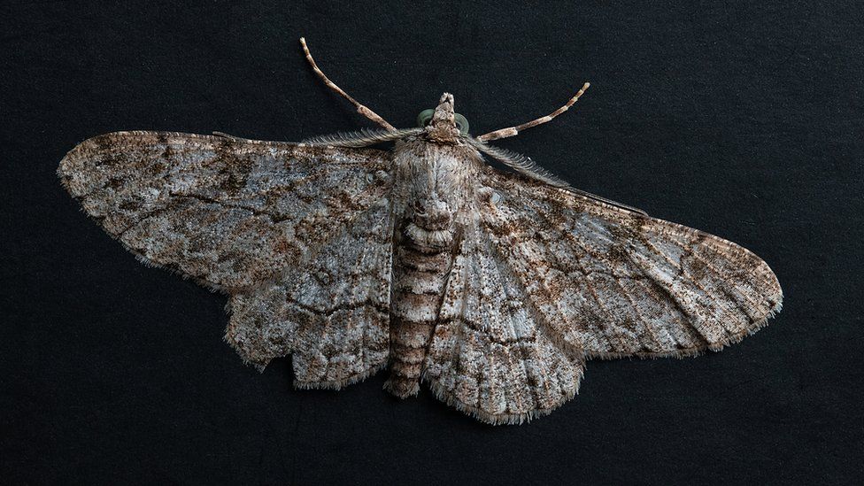 Light pollution: Why do moths react to lights? - BBC Newsround