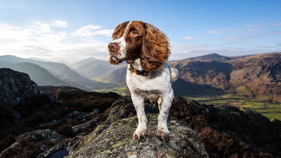 Fundraising dog Max to get his own statue in the Lake District - BBC ...
