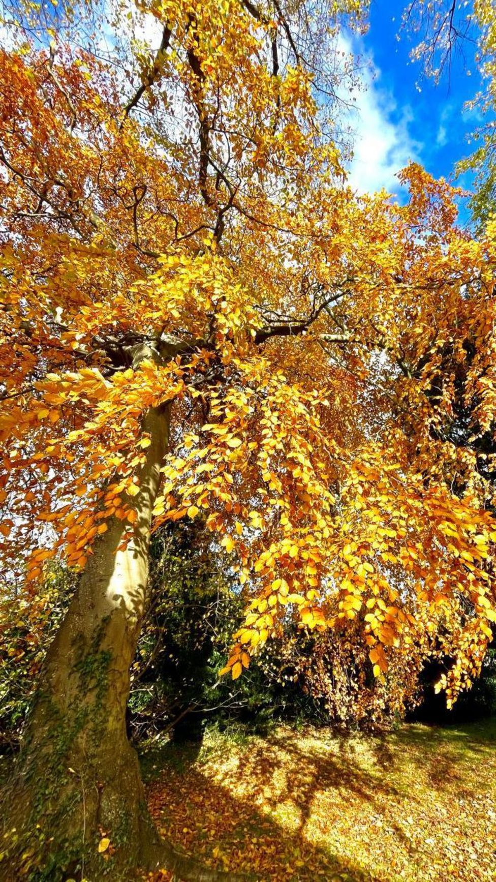 Autumn colours in Scotland's woodlands, parks and streets - BBC News