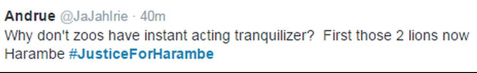 Gorilla killing: Harambe's death at zoo prompts backlash - BBC News