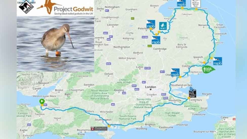 Coronavirus: Cyclists raise money for godwit bird project hit by ...