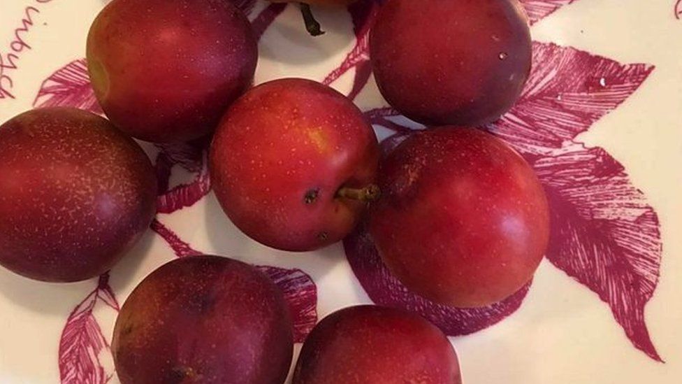 Dathlu afalau Cymreig - BBC Cymru Fyw