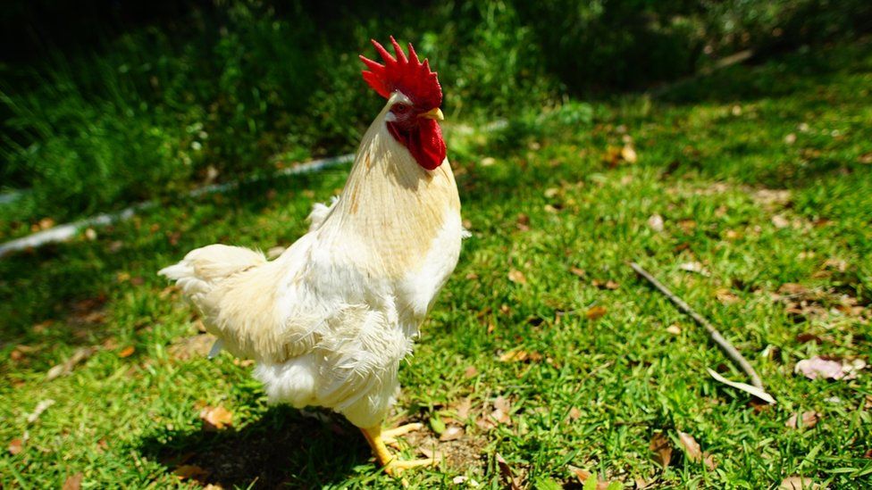 'Lucky chicken' finds fame in Japan - BBC News