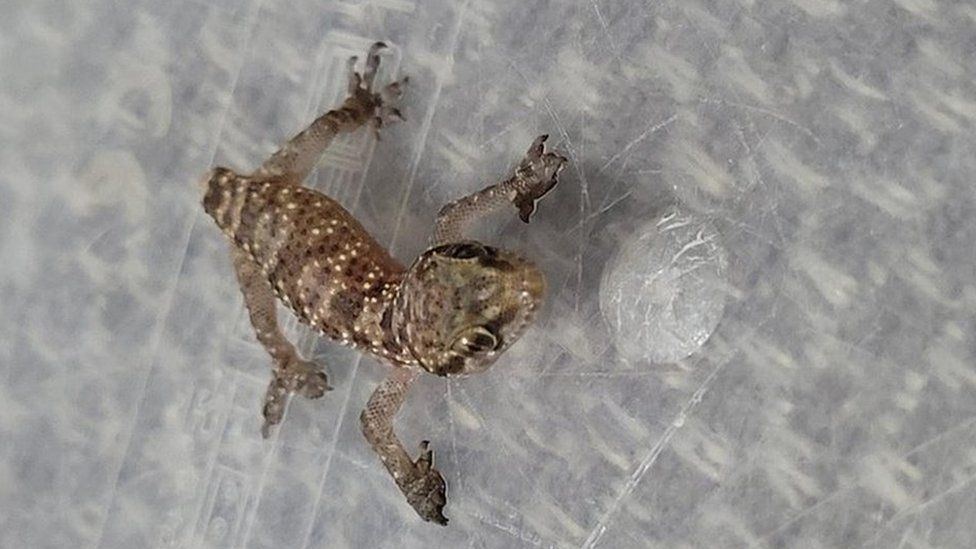 Egyptian gecko flies from Egypt to Manchester in strawberry box - BBC ...