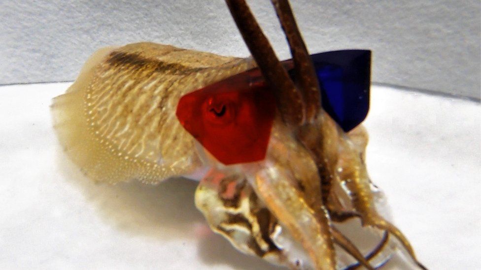 Cuttlefish: 3D glasses used to find out how they see - BBC Newsround