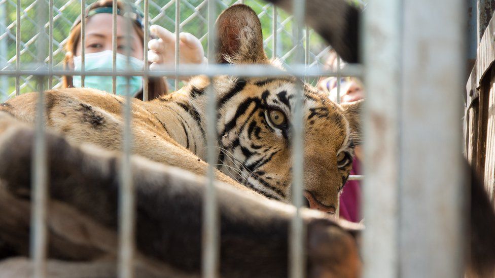 Thailand tiger farms: Hunting the traffickers - BBC News