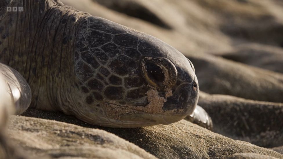 Planet Earth III: Three things we learned from episode one - BBC Newsround