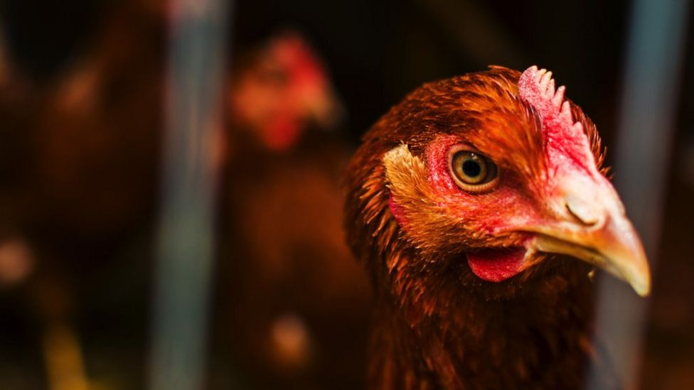 Bird Flu Avian Influenza Confirmed In Anglesey Poultry Bbc News