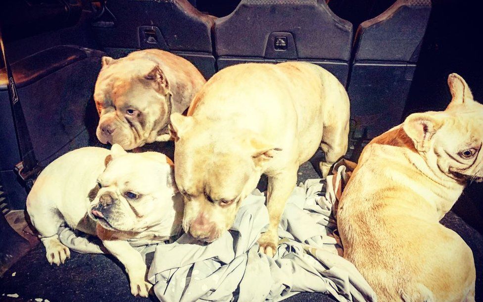 'Yappy ending' for bulldogs stolen from Burton - BBC News