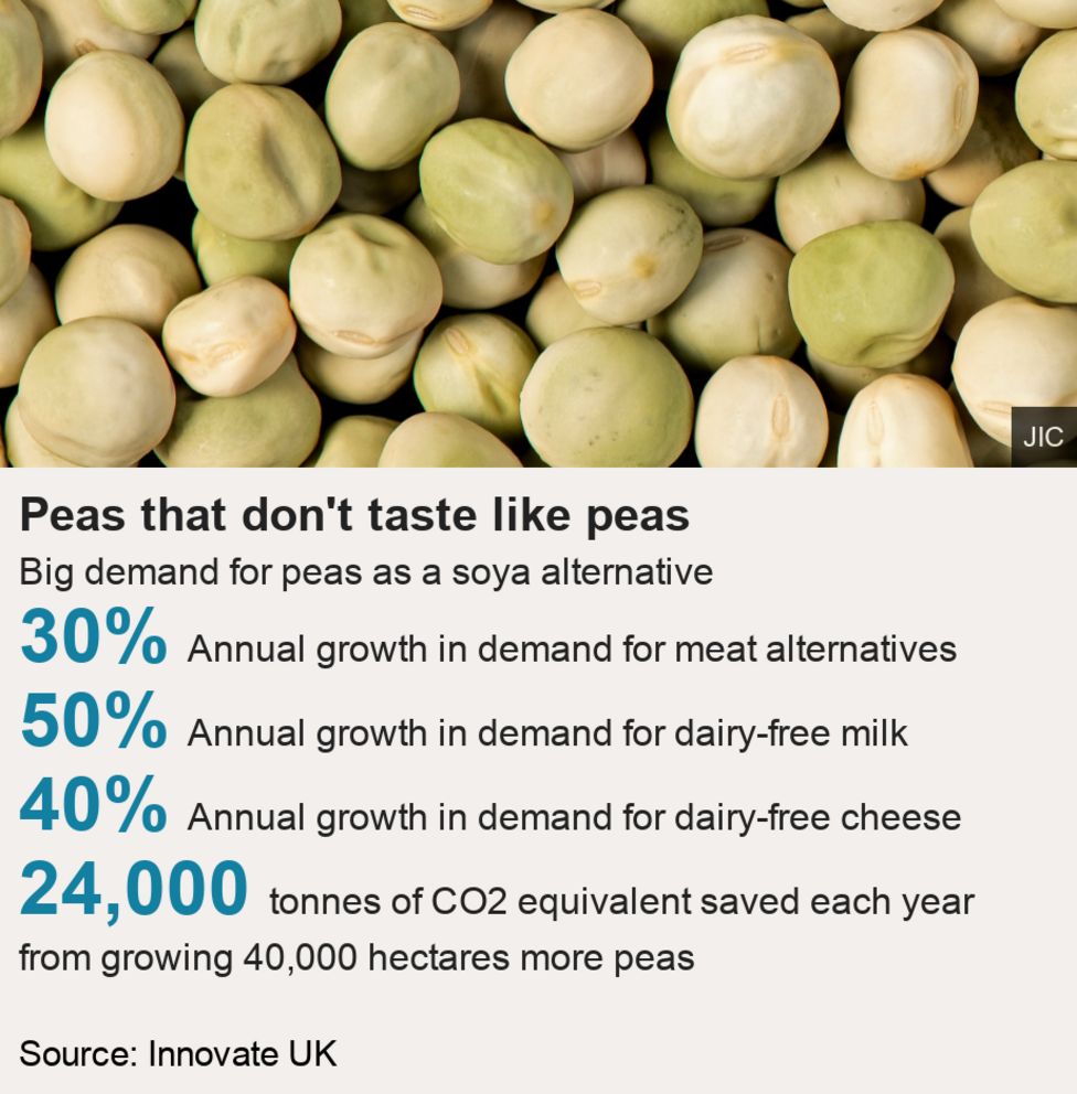 Peas that don't taste like peas could help the planet - BBC News