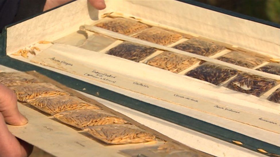 Arbrawf i adfer hen gnydau trwy blannu hadau prin - BBC Cymru Fyw