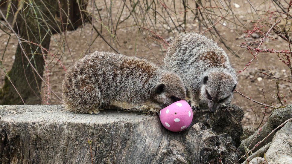 Easter: Animals at London Zoo have an egg-cellent Easter egg hunt - BBC ...