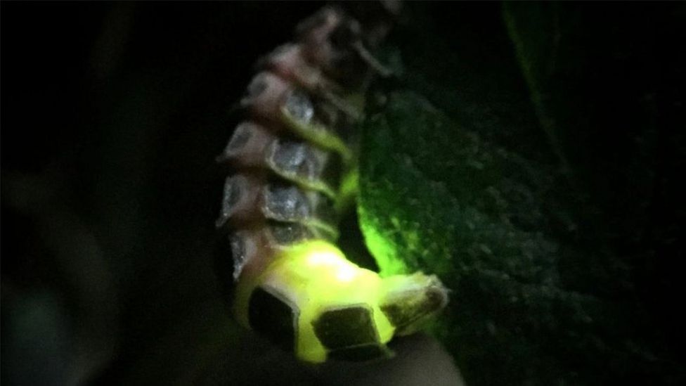 Leicestershire nature fans urged to look out for glow worms - BBC News